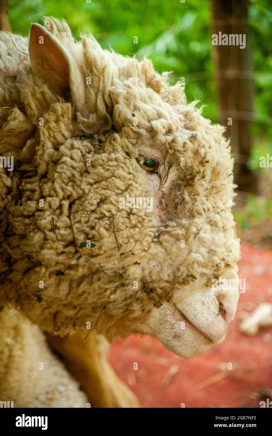 Shearing of a sheep, where you can already see sheared parts and wool ...