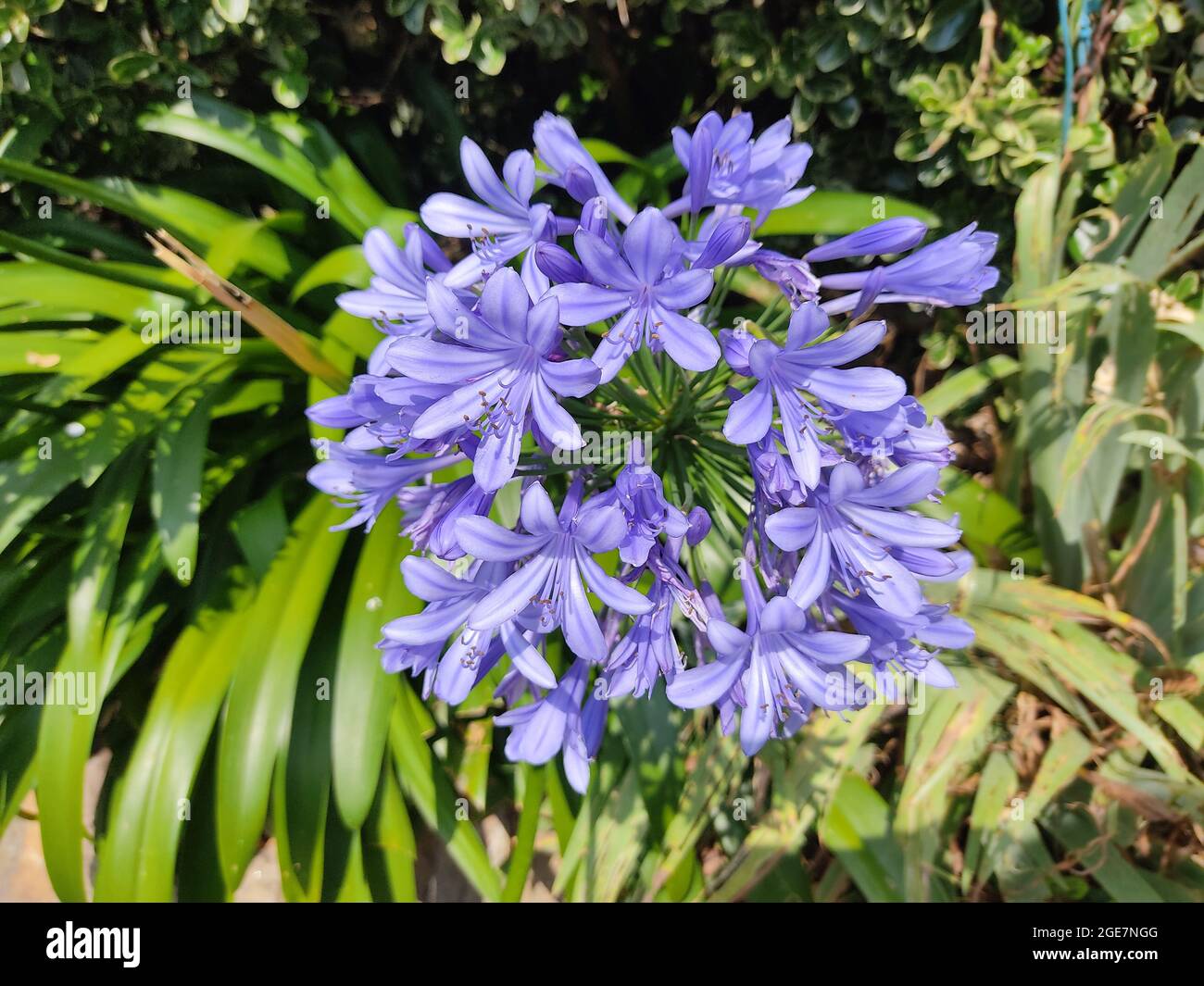 Closeup of vibrant purple Lily of the Nile flowers growing in a lush ...