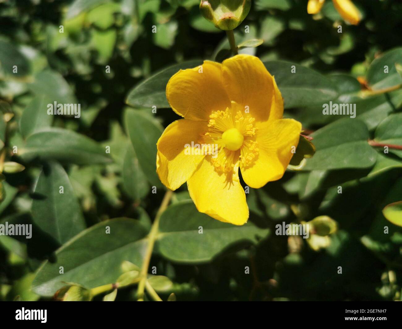 Closeup of a delicate Hypericum Hidcote flower in a bright garden under ...