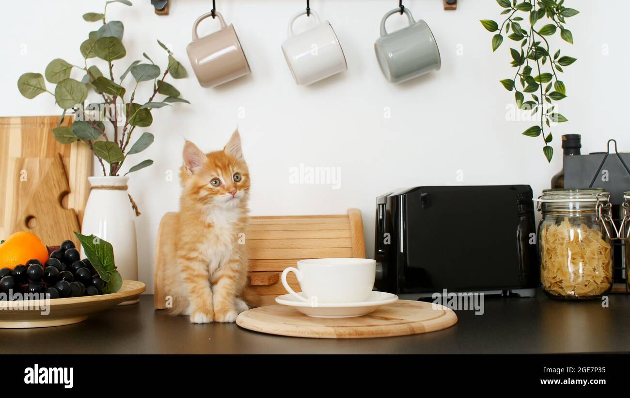 Cute red kitten playing on the kitchen table. Little ginger striped cat ...
