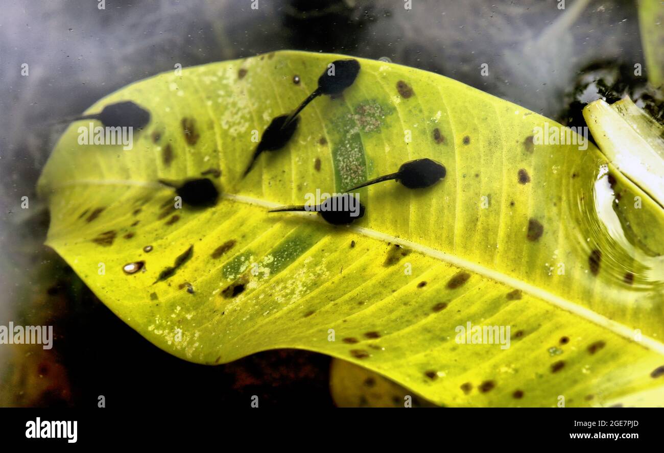 Tadpoles on leaf hi-res stock photography and images - Alamy