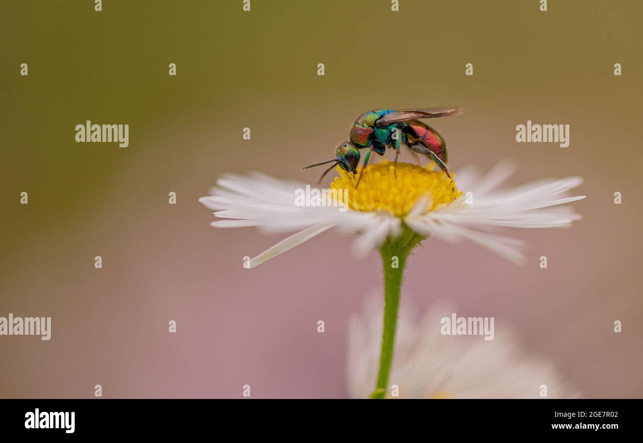 Closeup of a small colorful insect harvesting pollen from a daisy ...