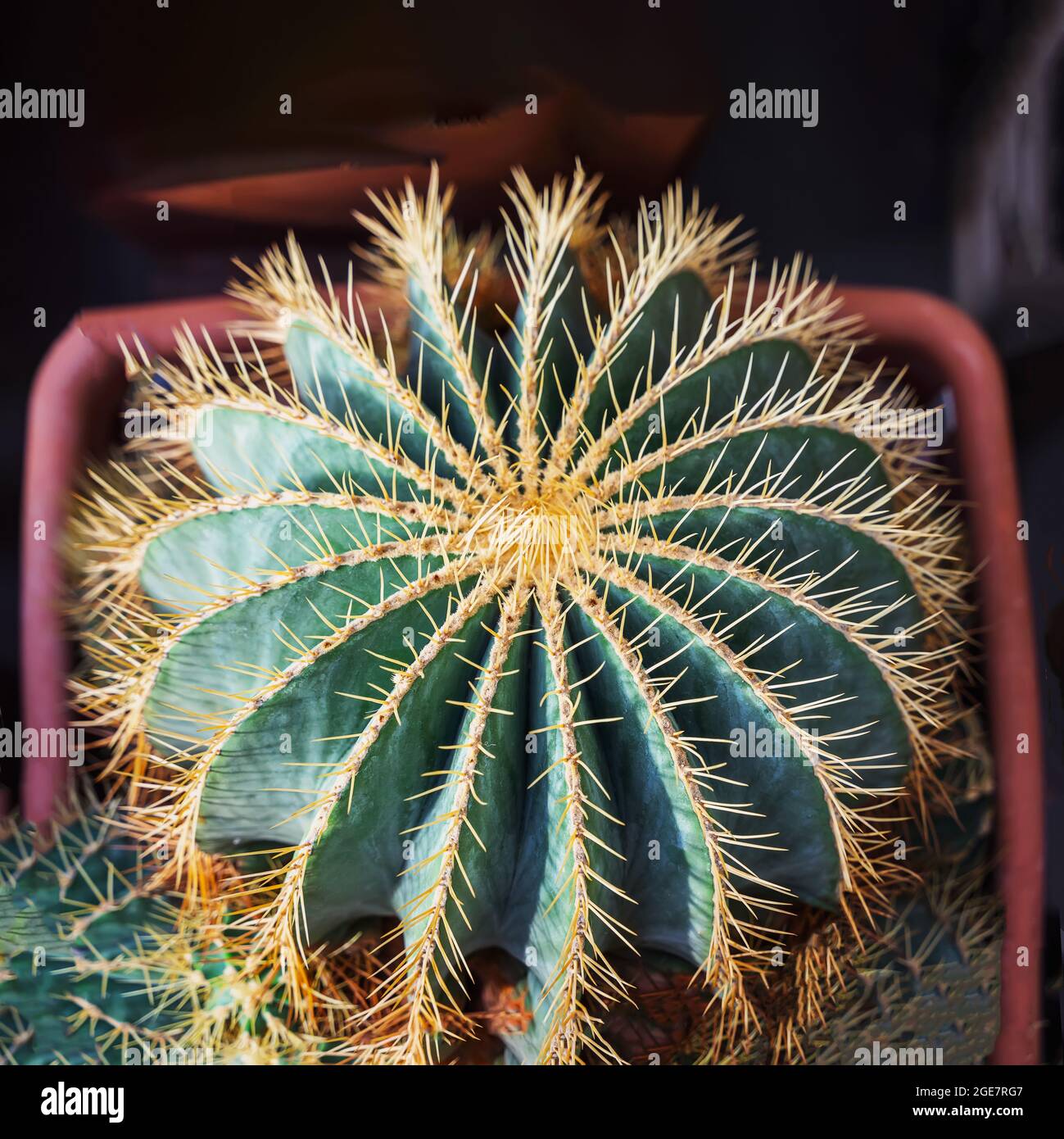 Caring cacti close up cactus hi-res stock photography and images - Alamy