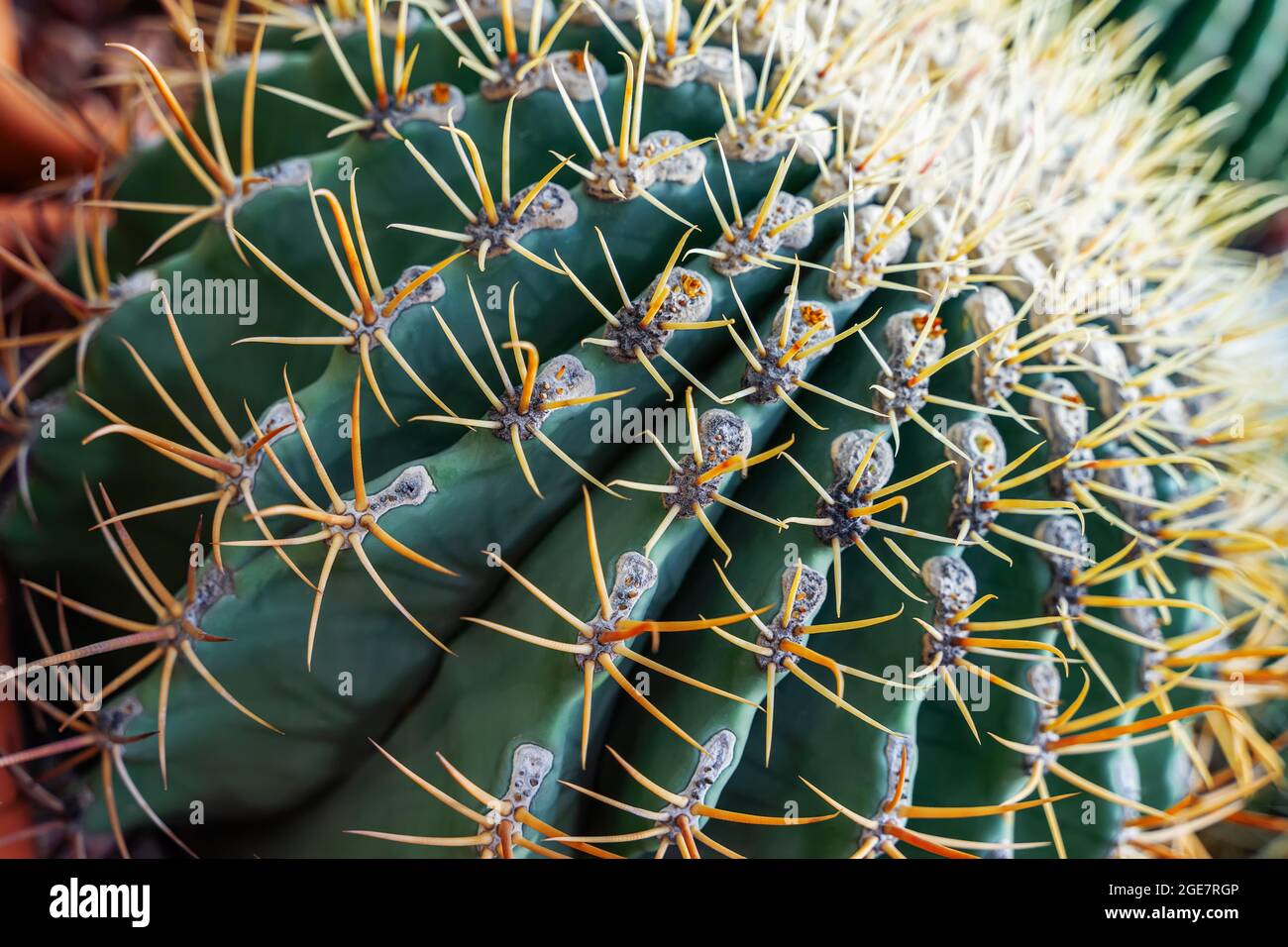 Close-up of cactus thorns and spines, natural background. Succulent ...