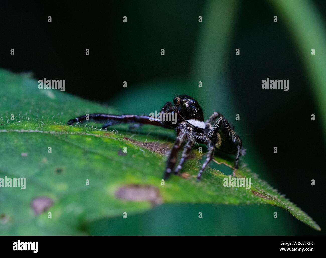 Big glossy spider sitting on the leaf with a blurred background Stock ...