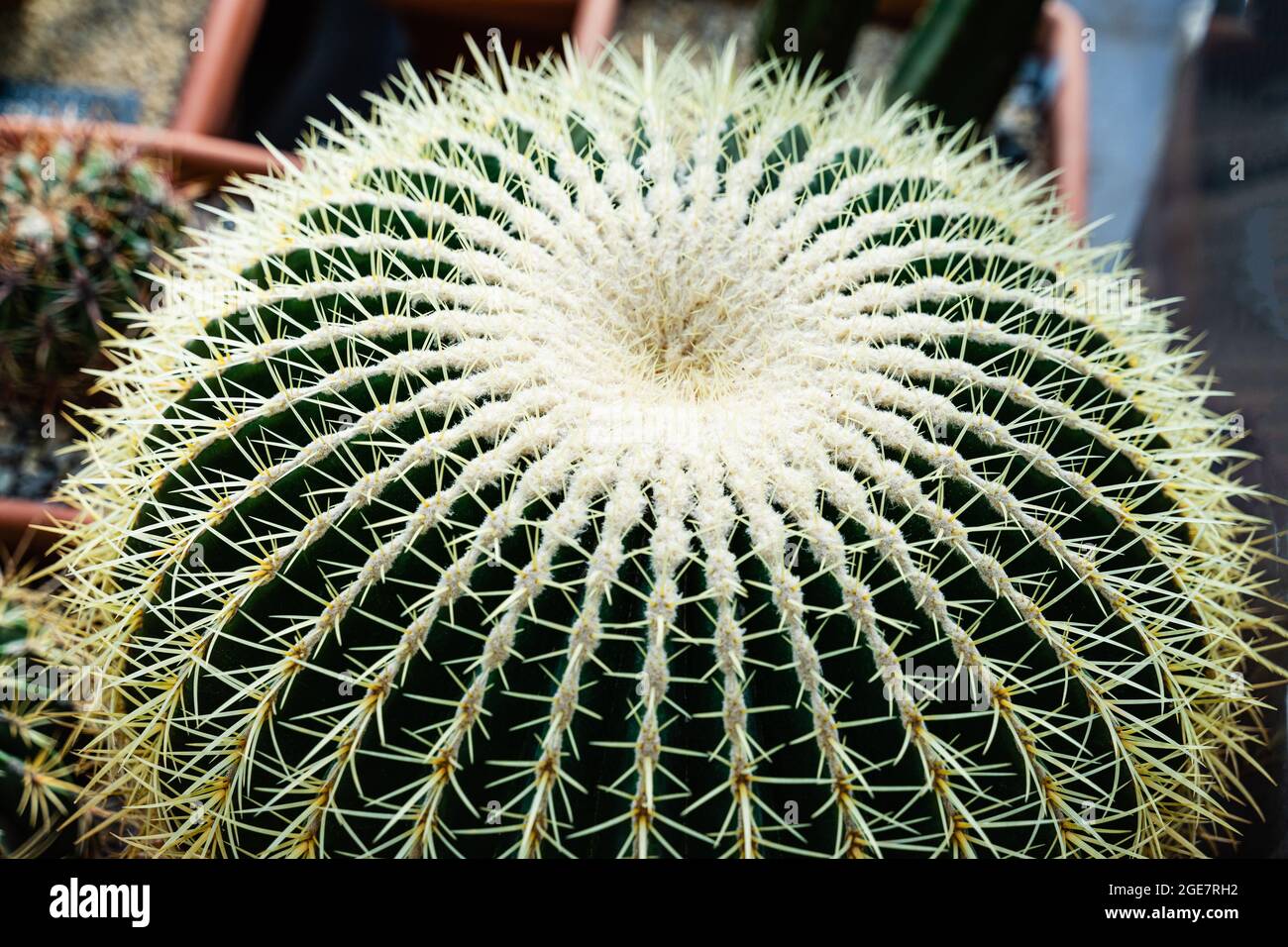 Cactus close-up, exotic botanical background. Home growing and care ...