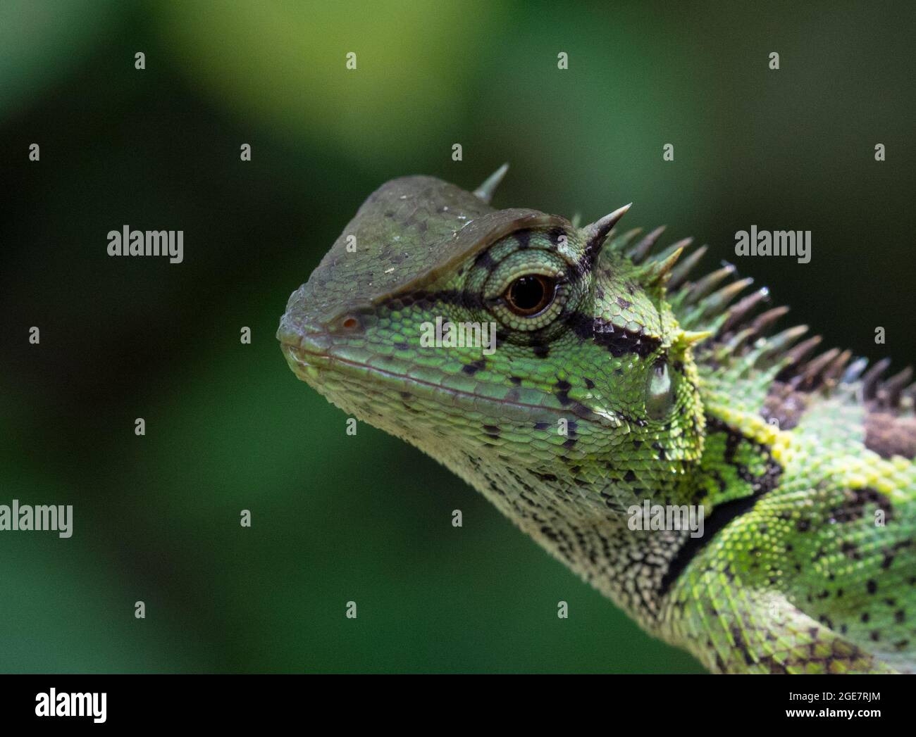 Closeup of the Chameleon's face with the blurred background Stock Photo ...