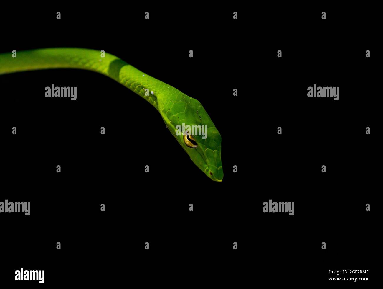 Small bright green exotic snake with the black background Stock Photo ...