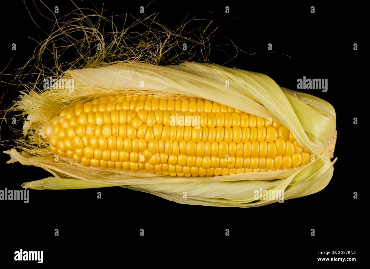 Ripe corn in a head of cabbage half peeled from a husk on a black ...