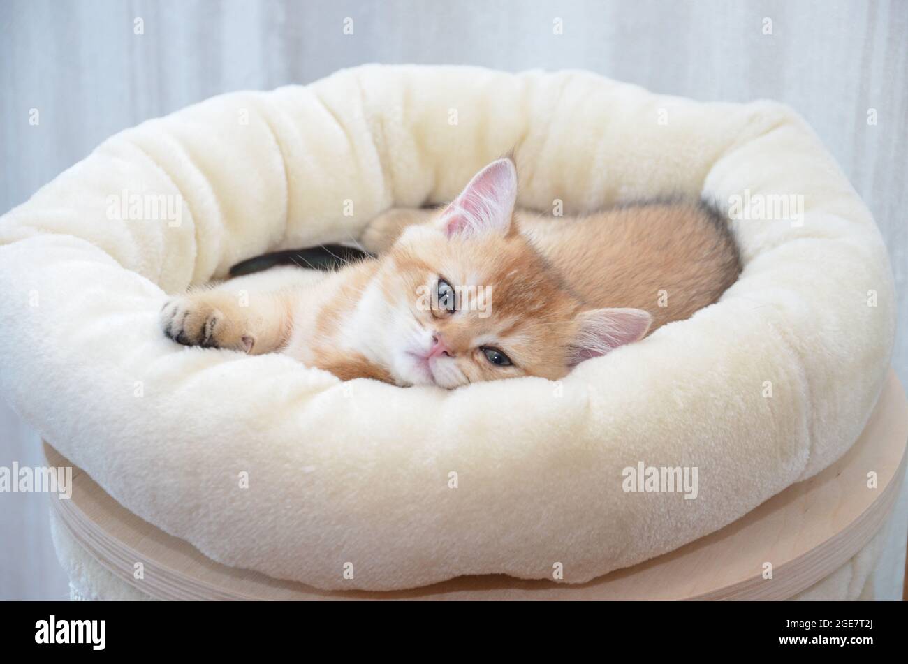 british shorthair cat, british kittens, british shorthair kitten Stock ...