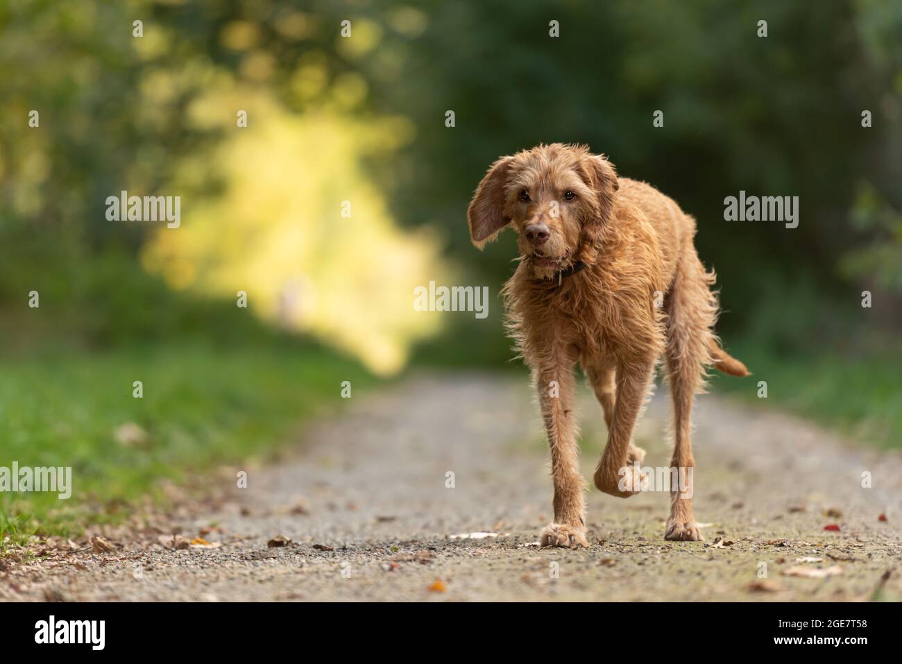Agile brown Magyar Vizsla 13 years old runs in a beautiful green forest ...