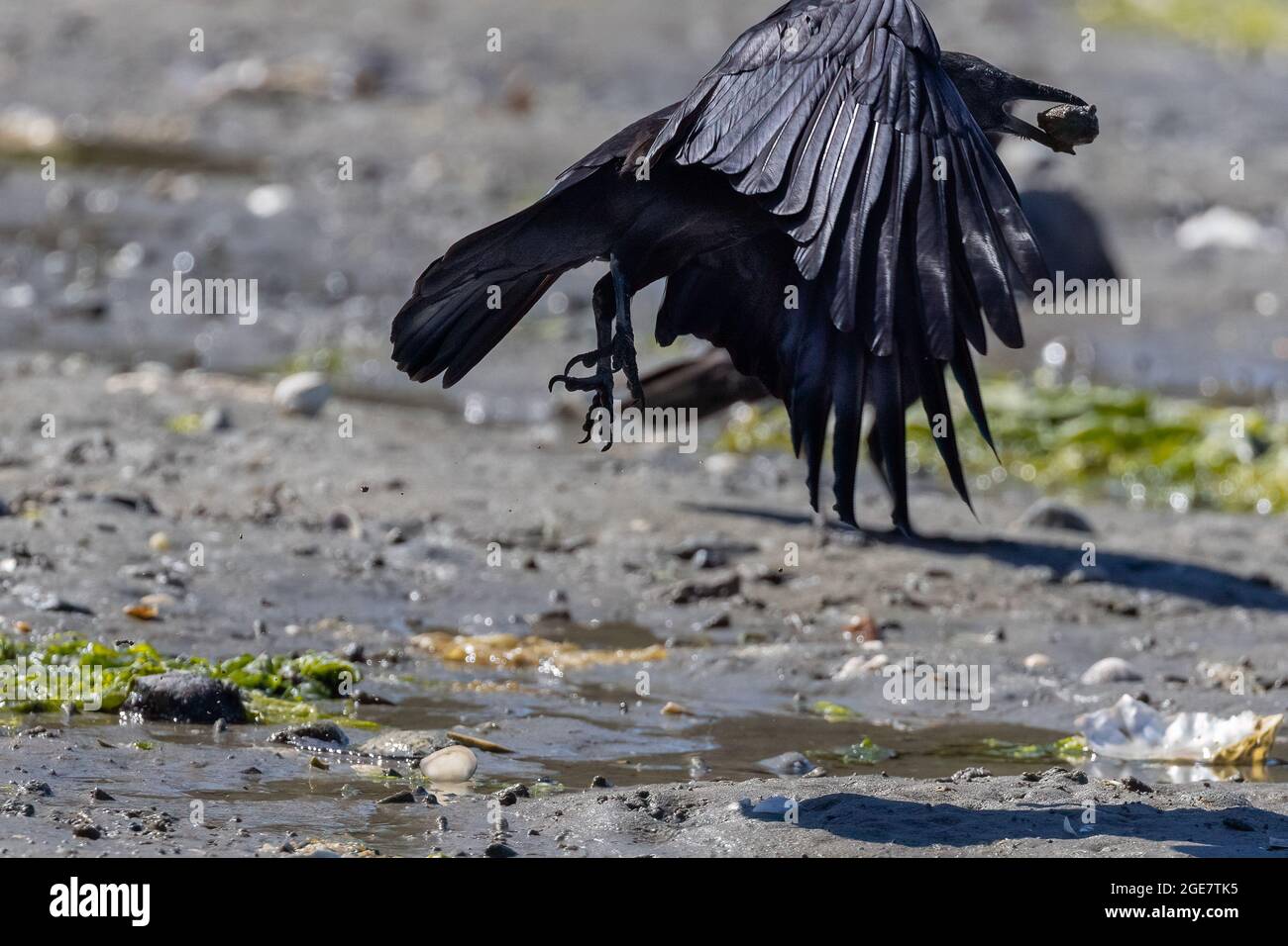 large black birds hopping around on a beach at low tide Stock Photo - Alamy