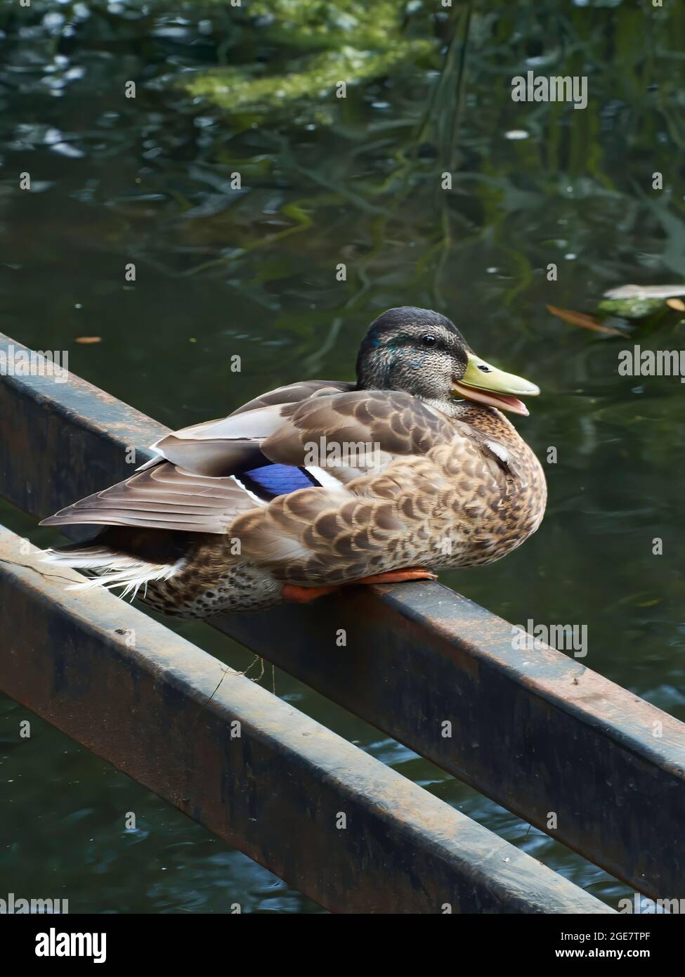A relaxed / content / smiling female mallard on a disused bridge ...