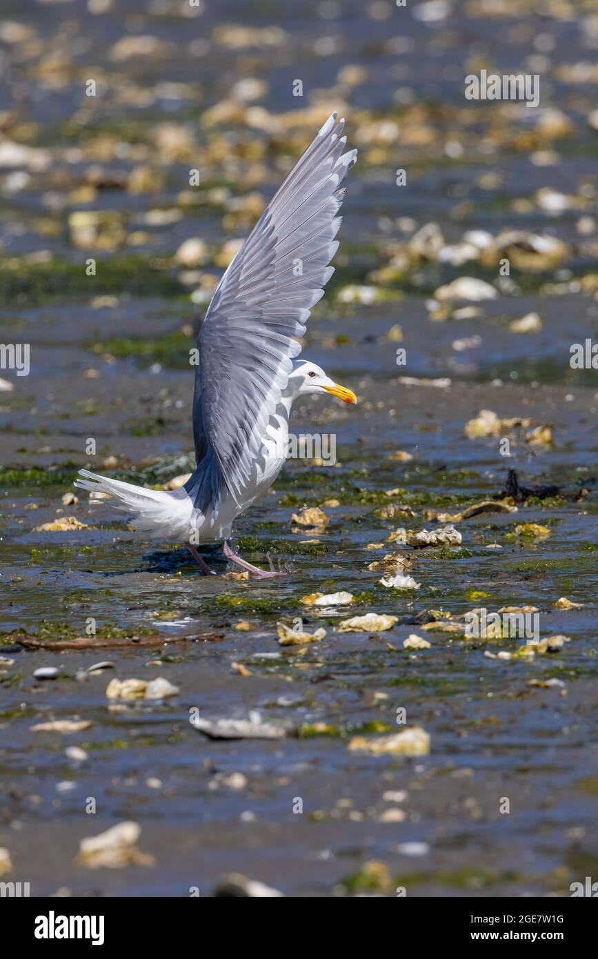 a seagull landed on the beach at low tide with wings stretched out wide ...