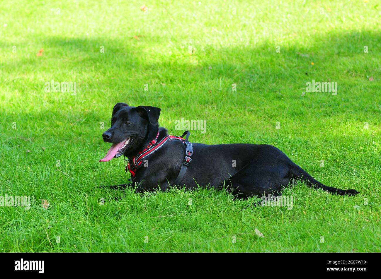 Spanish shepherd dog Stock Photo - Alamy