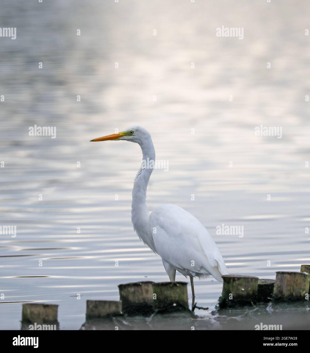 Large heron with all white plumage hi-res stock photography and images ...