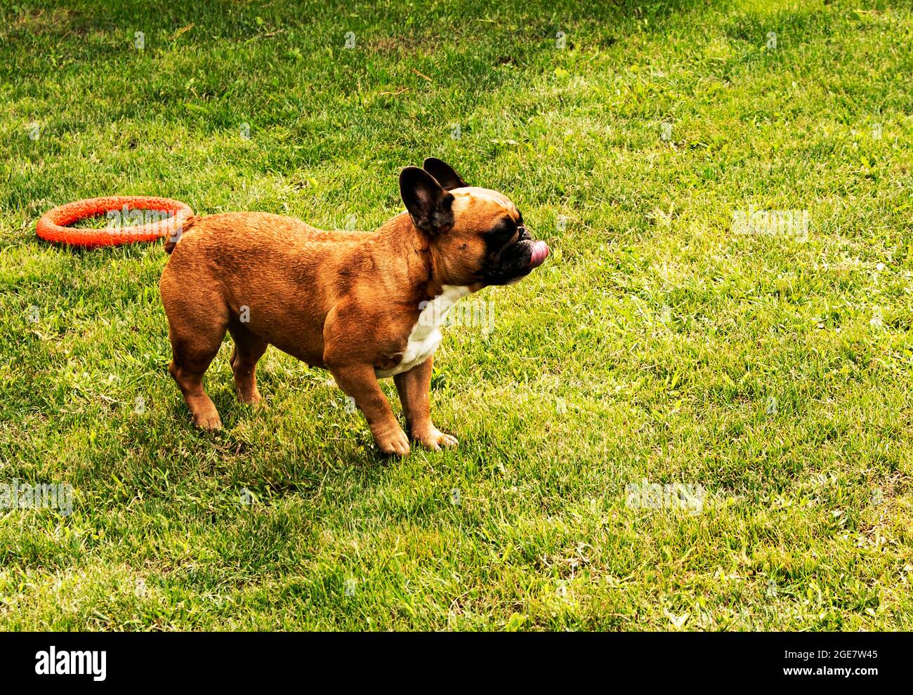 Funny french bulldog plays with a toy on a green lawn. French Bulldogs ...