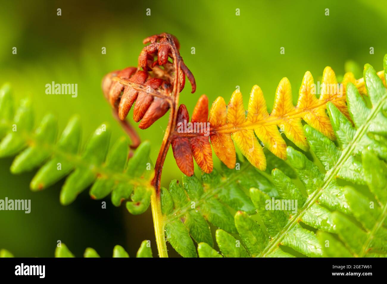 Starting to turn colour hi-res stock photography and images - Alamy
