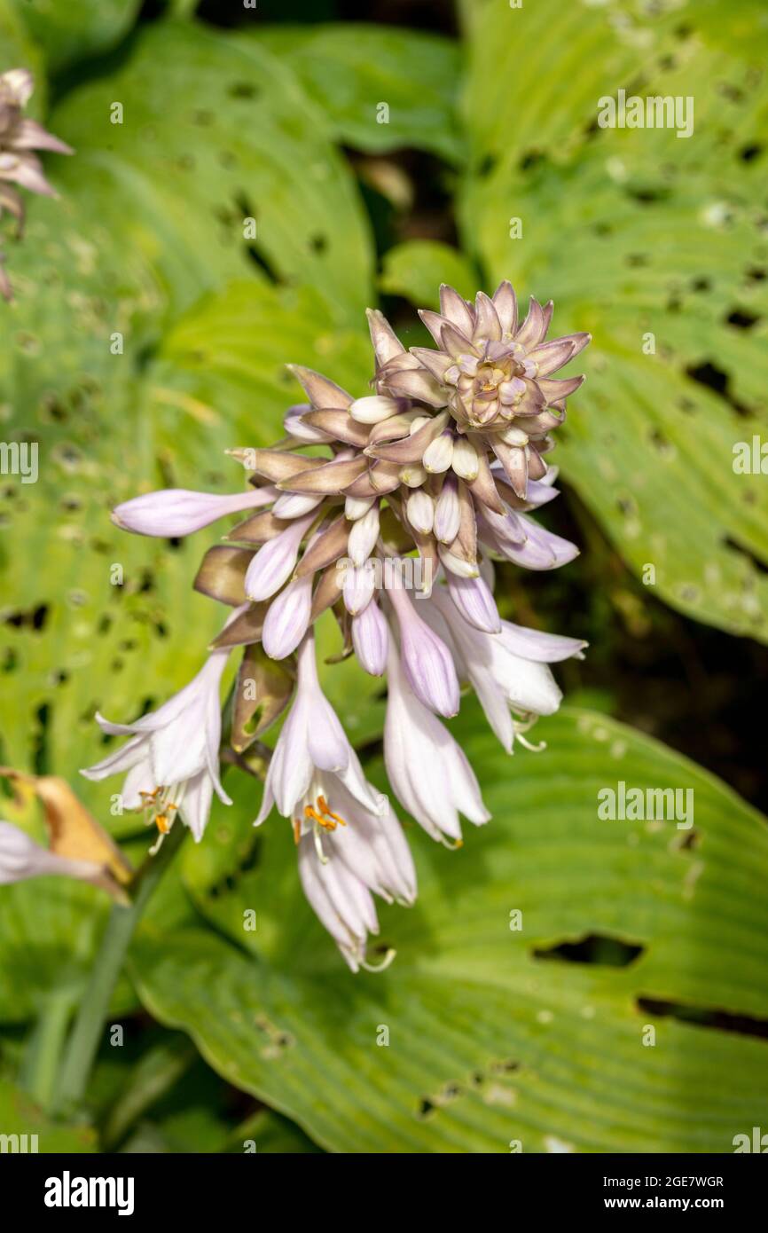 Hosta 'Blue Angel' (sieboldiana), plantain lily 'Blue Angel', flowering ...