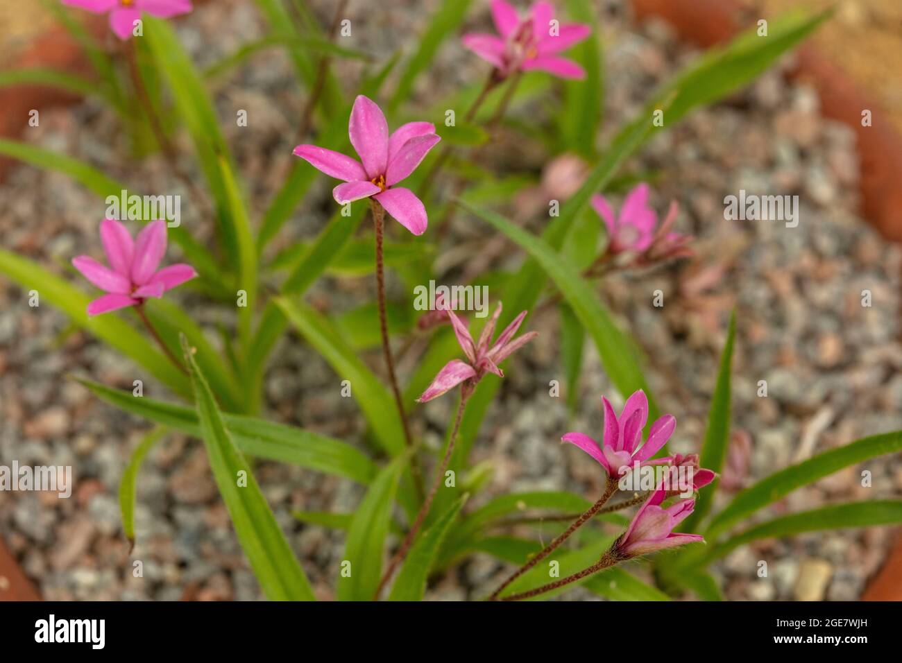 Delicate and delightful Rhodoxis - Pink Arms flowers in good sunshine ...