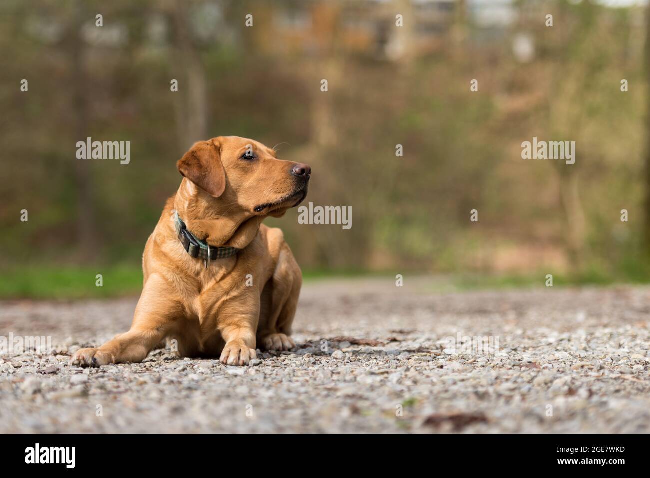 Labrador Retriever Dog is lying on the ground on a path outside in ...