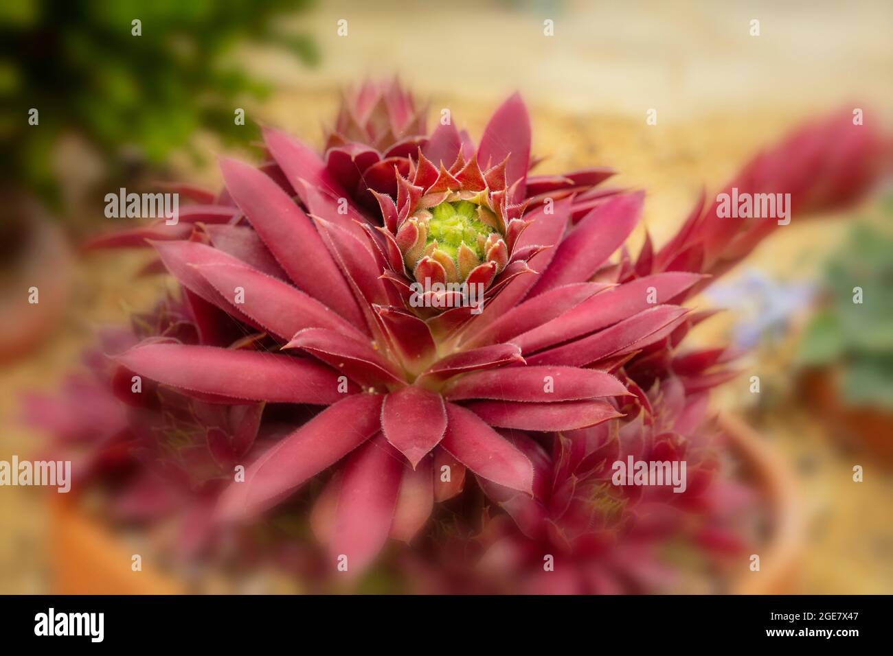 Dimunitive Sempervivum 'Fuego' (Haberer) in flower, natural plant ...