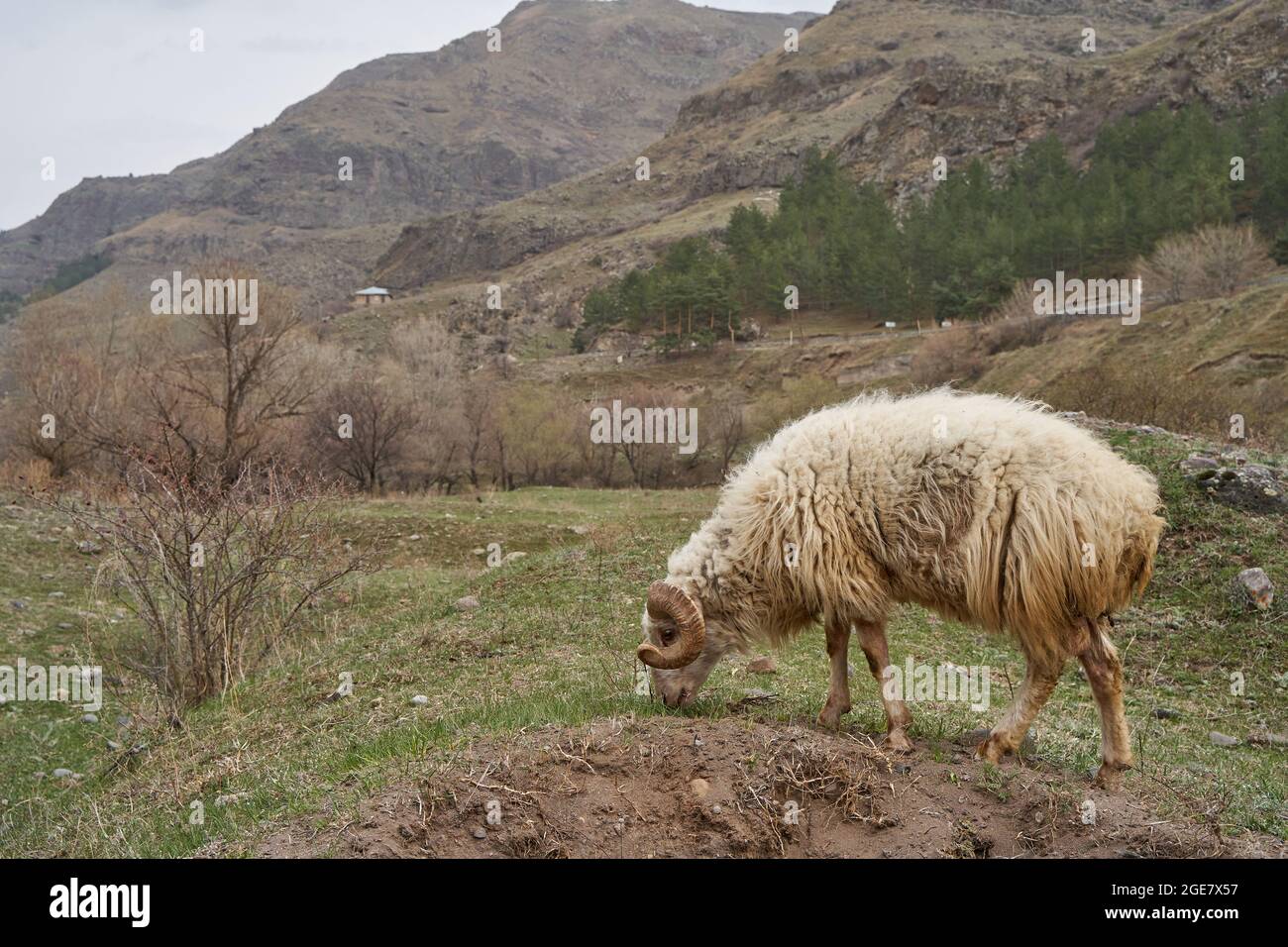 A lone sheep in the mountains has fallen behind the flock Stock Photo ...