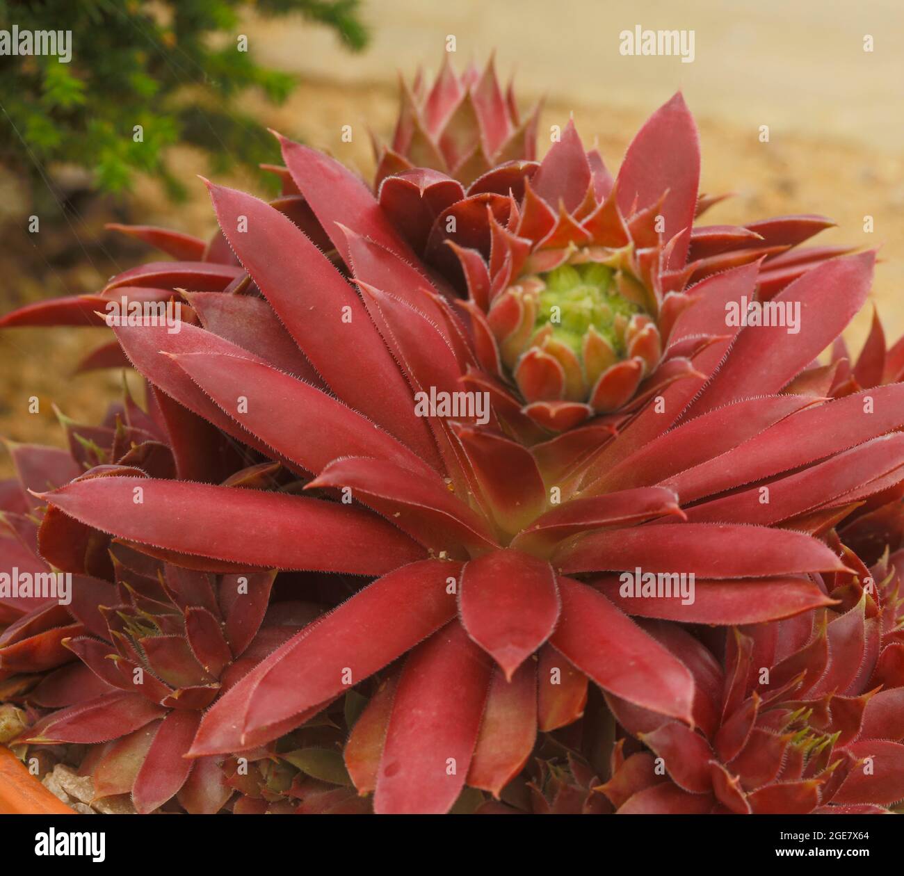 Dimunitive Sempervivum 'Fuego' (Haberer) in flower, natural plant ...
