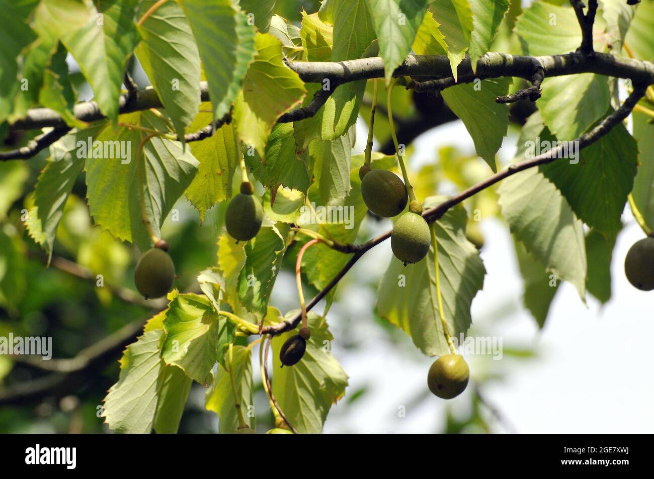 dove-tree, handkerchief tree, pocket handkerchief tree, ghost tree ...