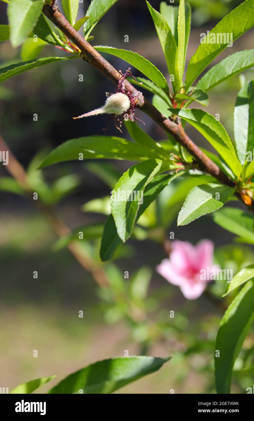 Peach Tree with Fruit Starting to Form Stock Photo - Alamy