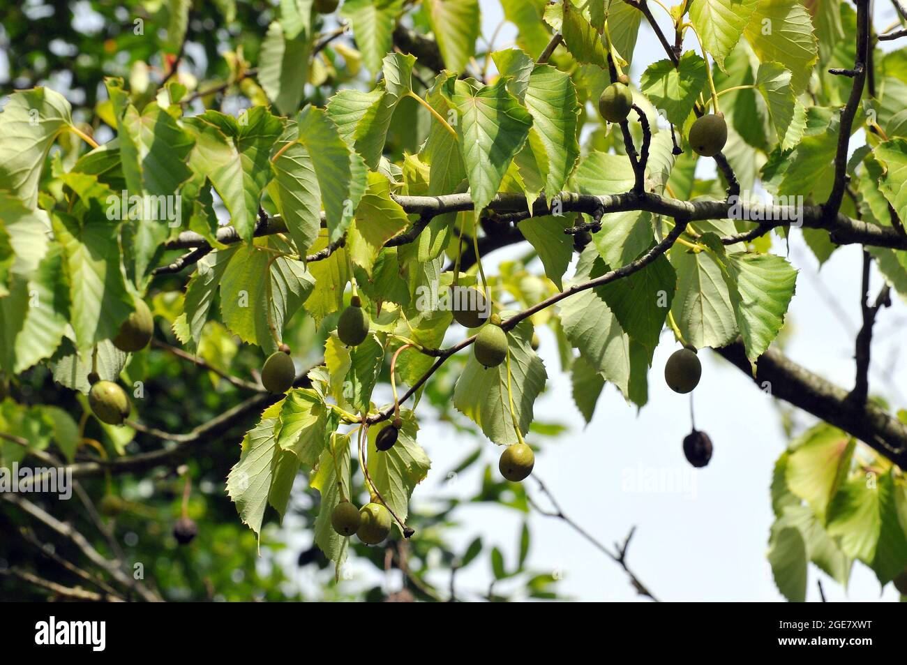 dove-tree, handkerchief tree, pocket handkerchief tree, ghost tree ...