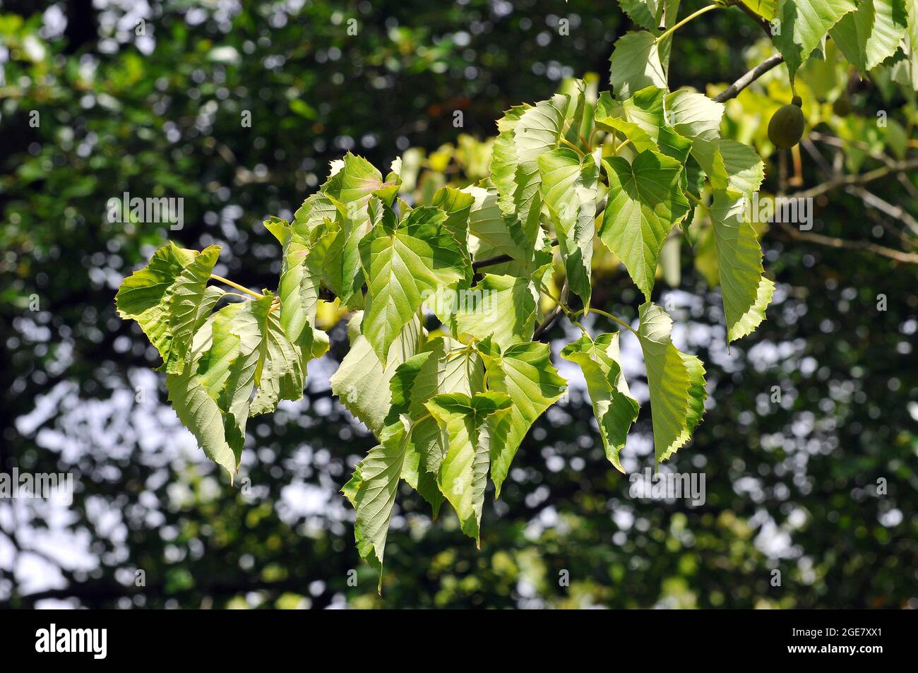 Pocket Handkerchief Tree High Resolution Stock Photography and Images ...