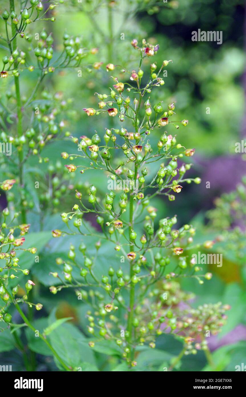 figwort, woodland figwort, common figwort, Knotige Braunwurz, Knoten ...