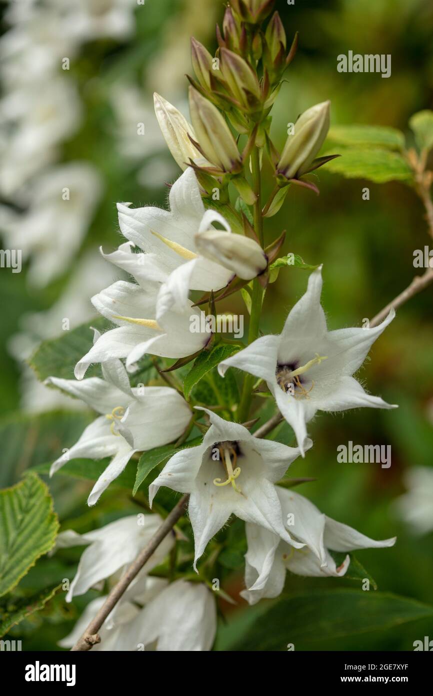 Stately white Lilium flower spike, natural plant portrait in good ...