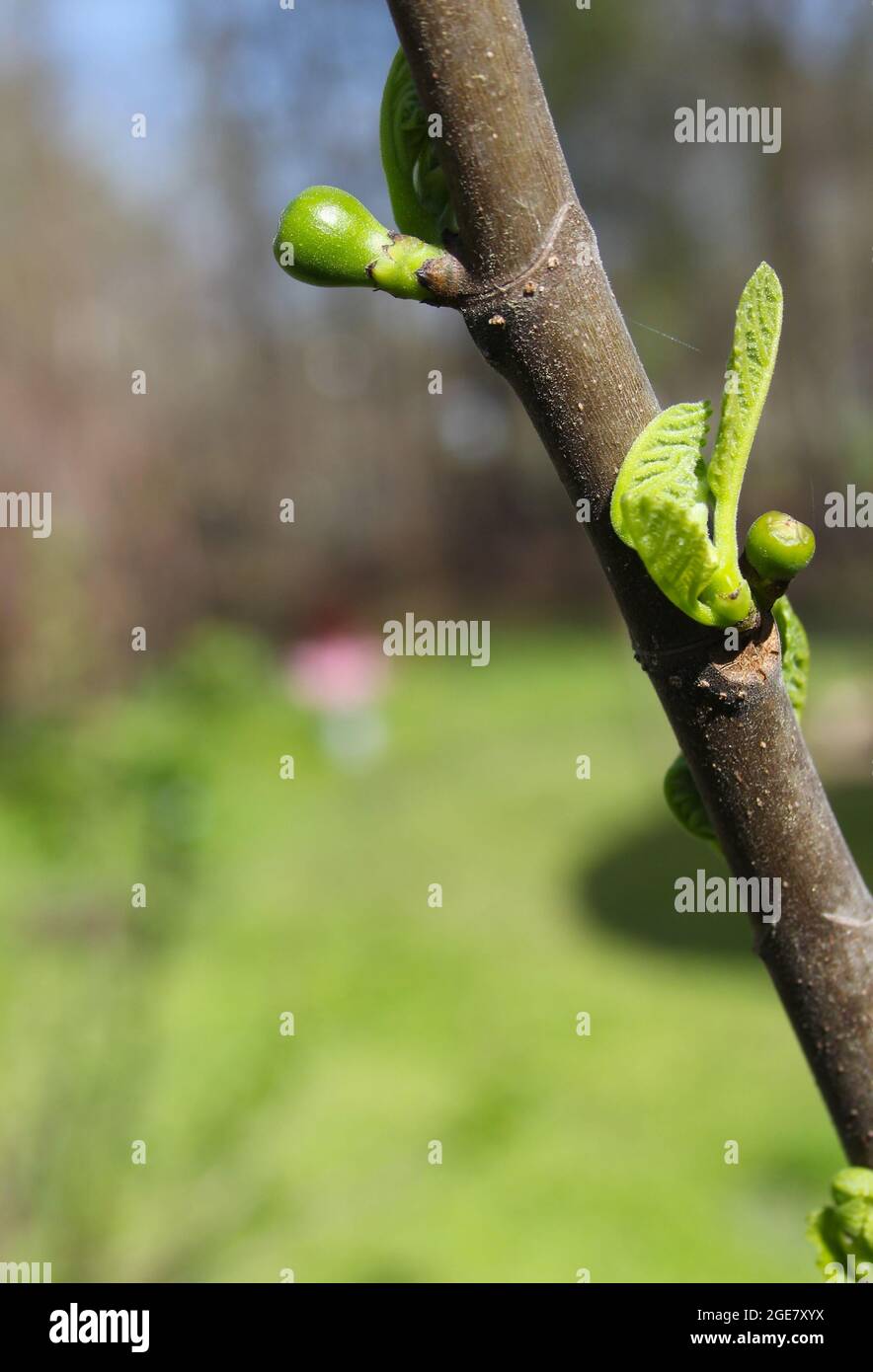 Fig Tree With New Growth and Small Fig Stock Photo - Alamy