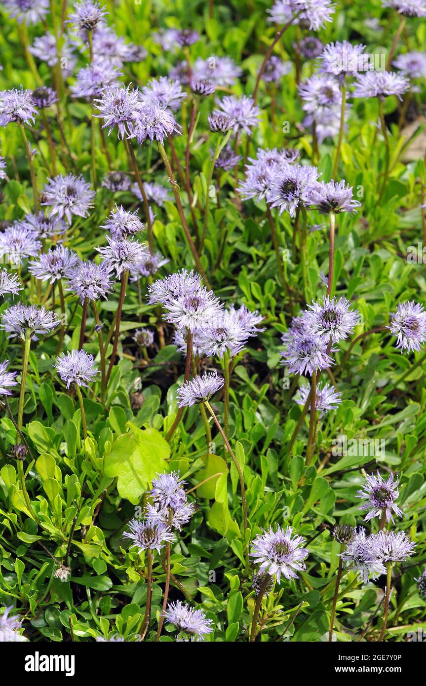 Globe daisy, Globularia meridionalis, gubóvirág, Europe Stock Photo - Alamy