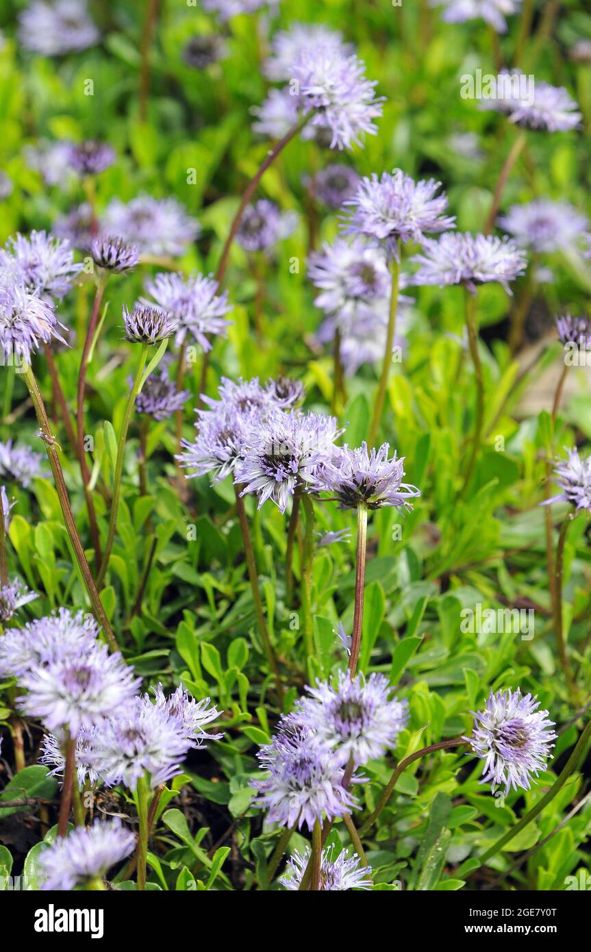 Globe daisy, Globularia meridionalis, gubóvirág, Europe Stock Photo - Alamy