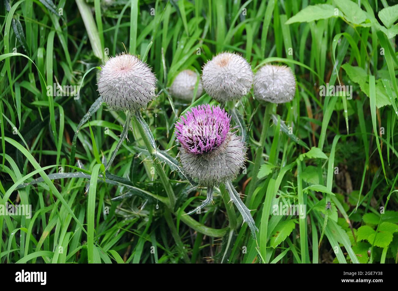 woolly thistle, Wollkopf-Kratzdistel, Wollköpfige Kratzdistel ...
