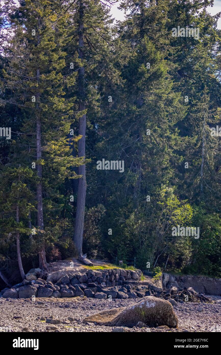a large grouping of tall pine trees next to a rocky beach on a sunny ...