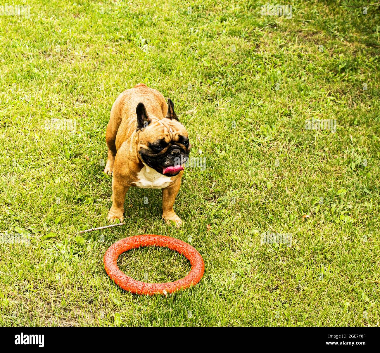 Funny french bulldog plays with a toy on a green lawn. French Bulldogs ...