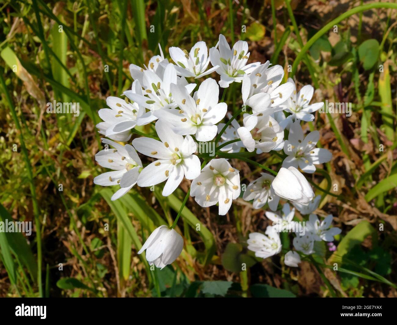 False garlic flowers hi-res stock photography and images - Alamy