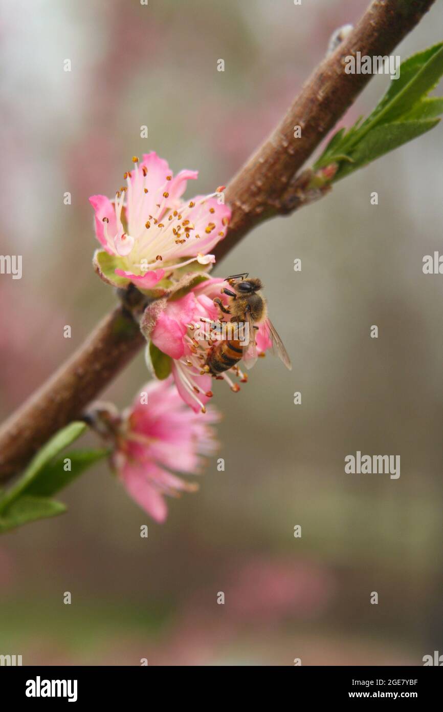 Orchard pollinators hi-res stock photography and images - Alamy