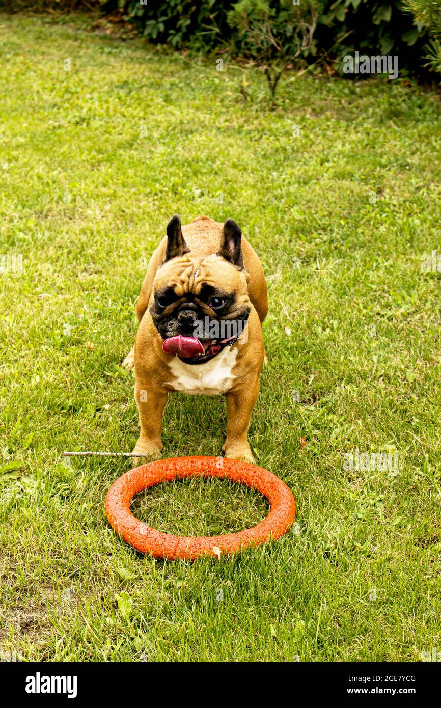Funny french bulldog plays with a toy on a green lawn. French Bulldogs ...