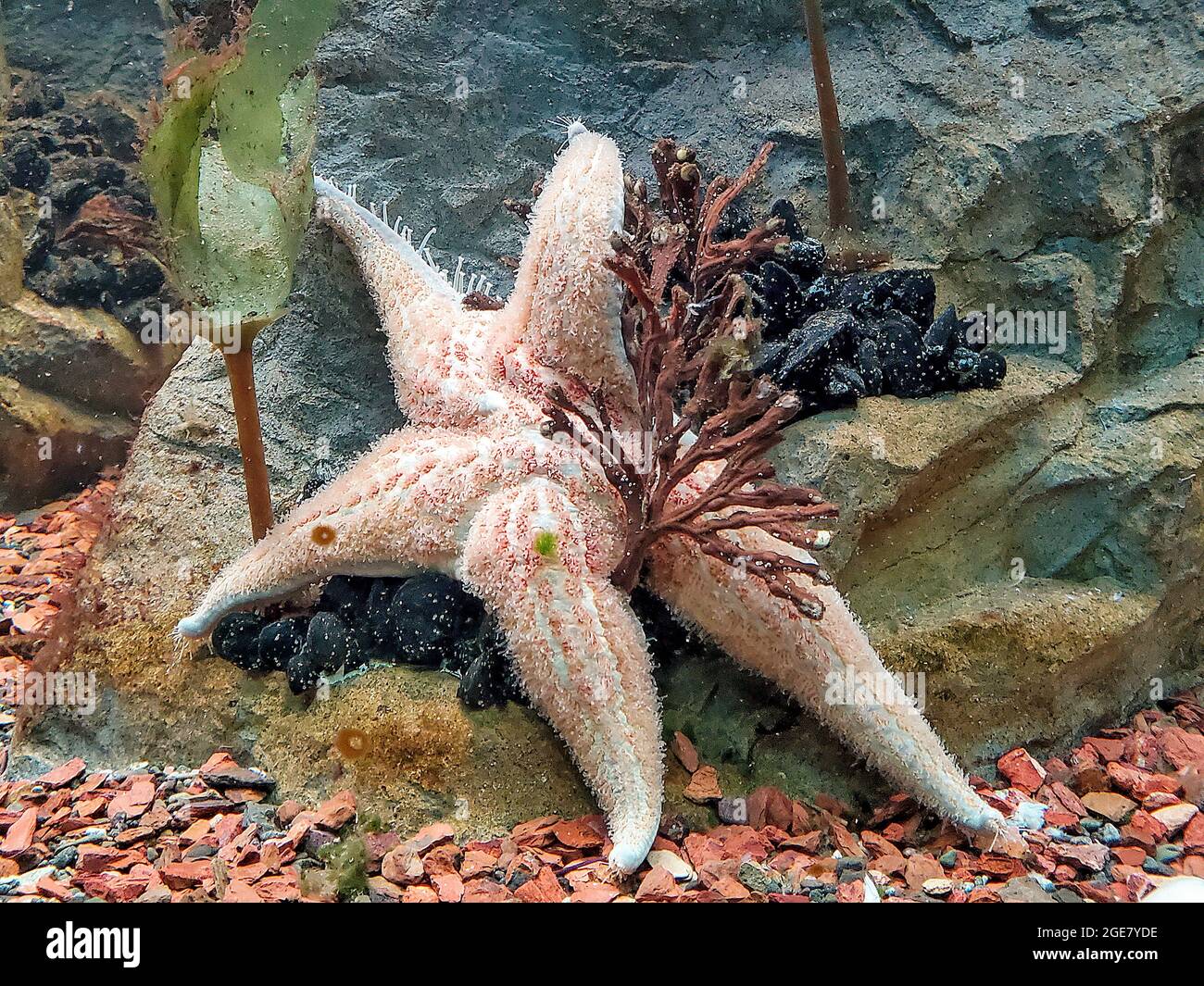 Starfish Eating Whale