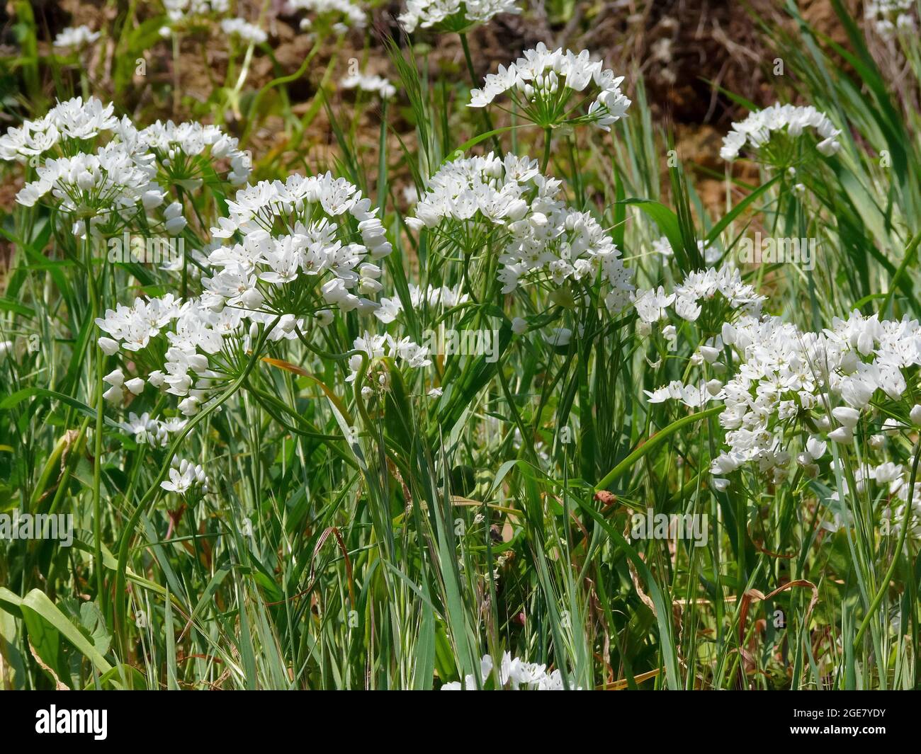 False garlic flowers hi-res stock photography and images - Alamy