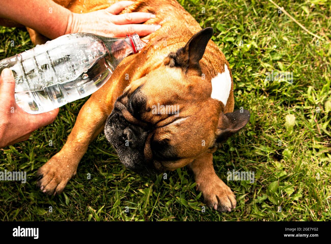 When it is very hot in summer, the hostess pours water from a bottle on ...