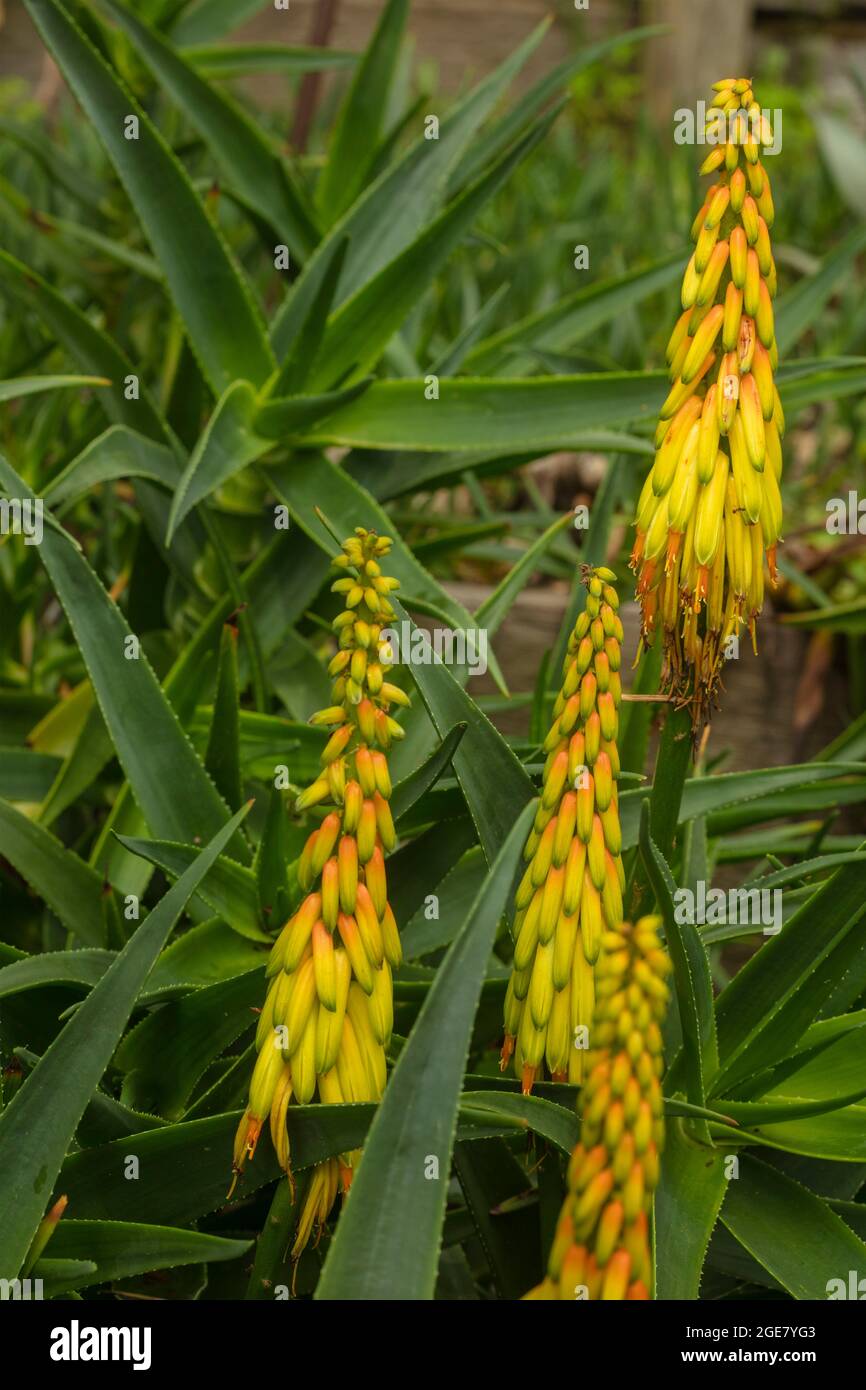 Evergreen Aloe striatula, striped-stemmed aloe flowering in profusion ...