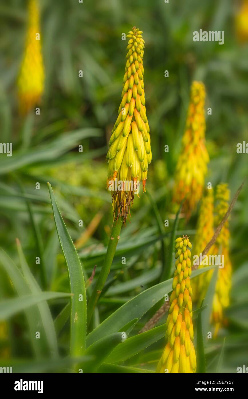 Evergreen Aloe striatula, striped-stemmed aloe flowering in profusion ...