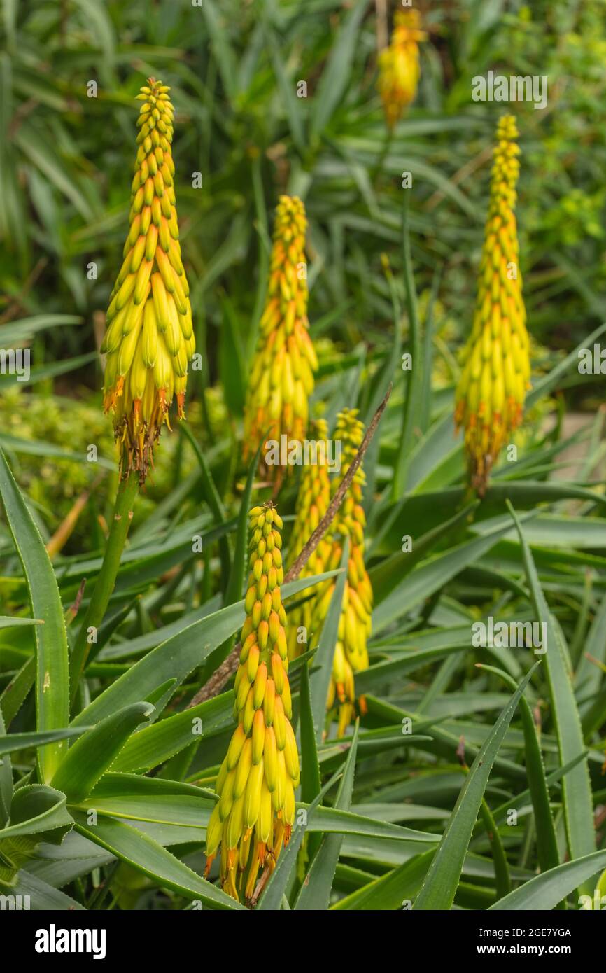 Evergreen Aloe striatula, striped-stemmed aloe flowering in profusion ...