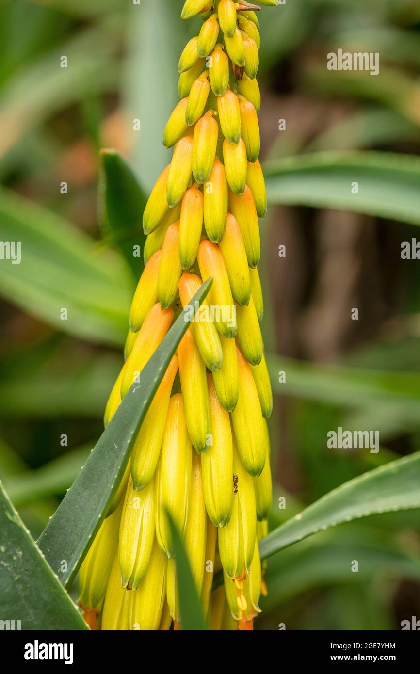 Evergreen Aloe striatula, striped-stemmed aloe flowering in profusion ...